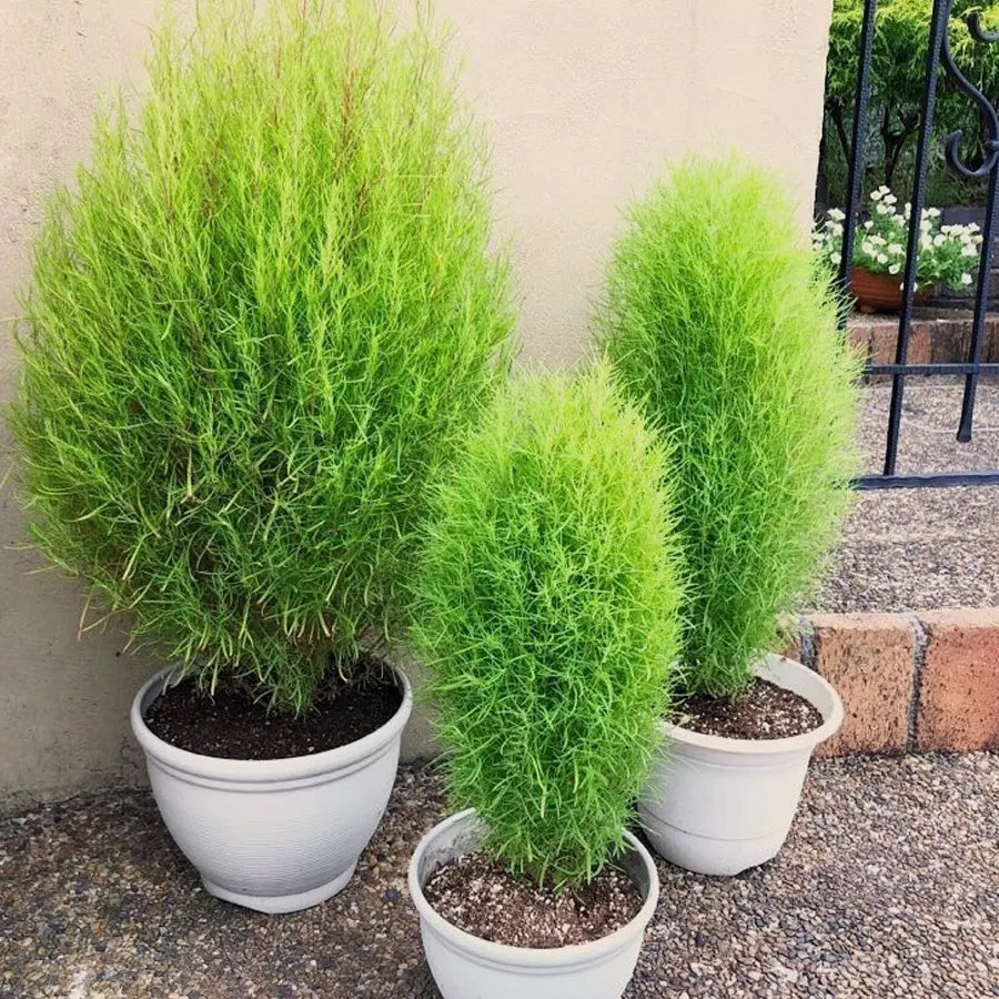 Rumput Semak Hias Tugu MZR – alat-perkakas.com